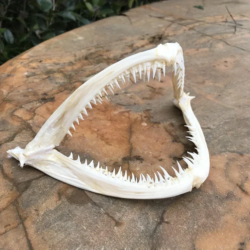 Ocean-Strange-Fish-Spicemen-Eggplant-Fish-Skeleton-Bone-Specimens-Real ...