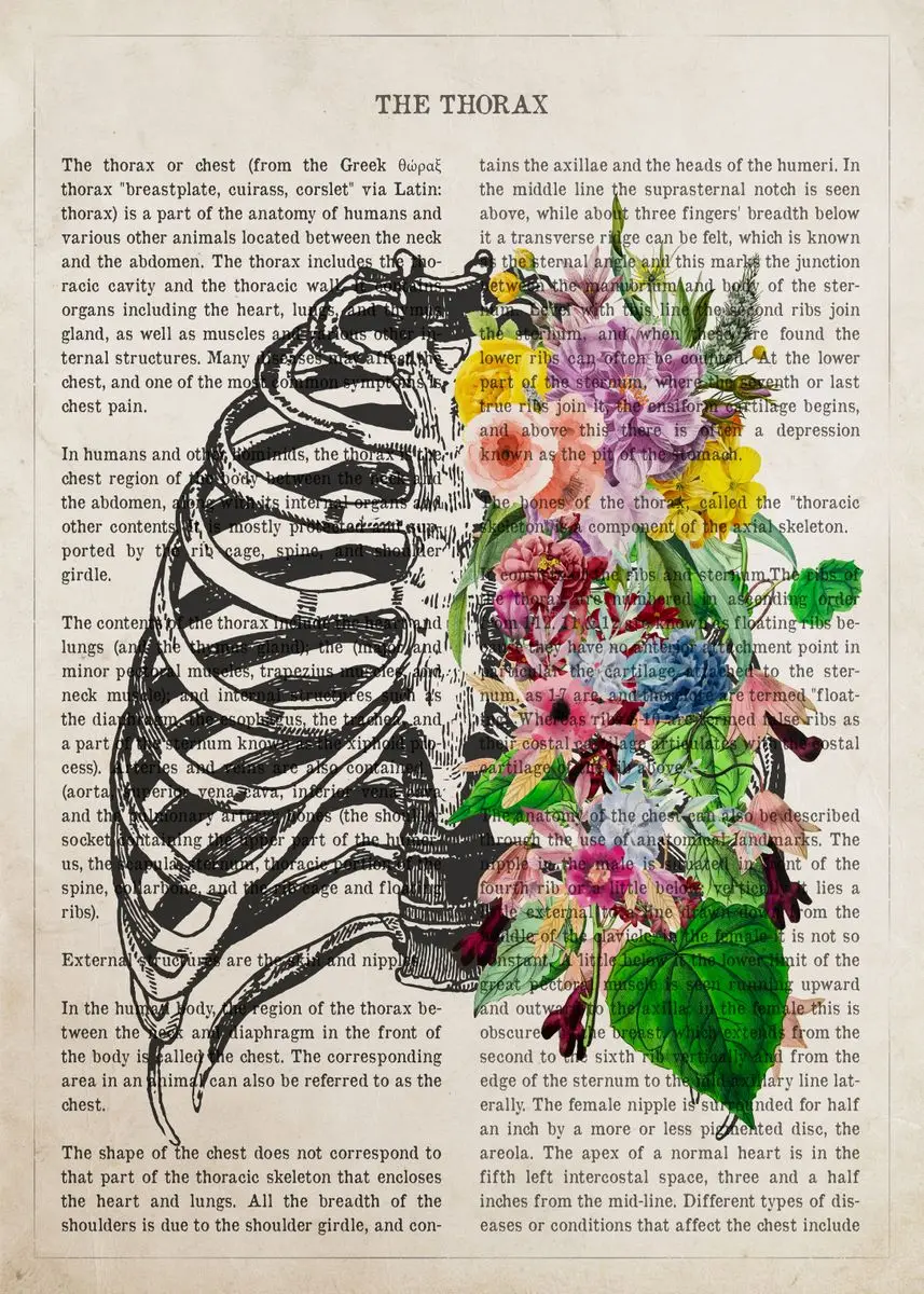 Latin Vintage Human Anatomy Poster