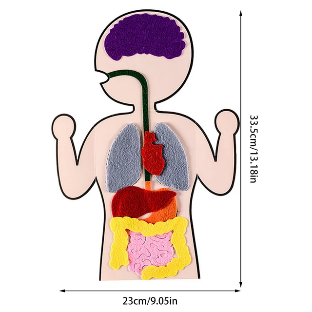 The Human Body Organs Labeled For Kids