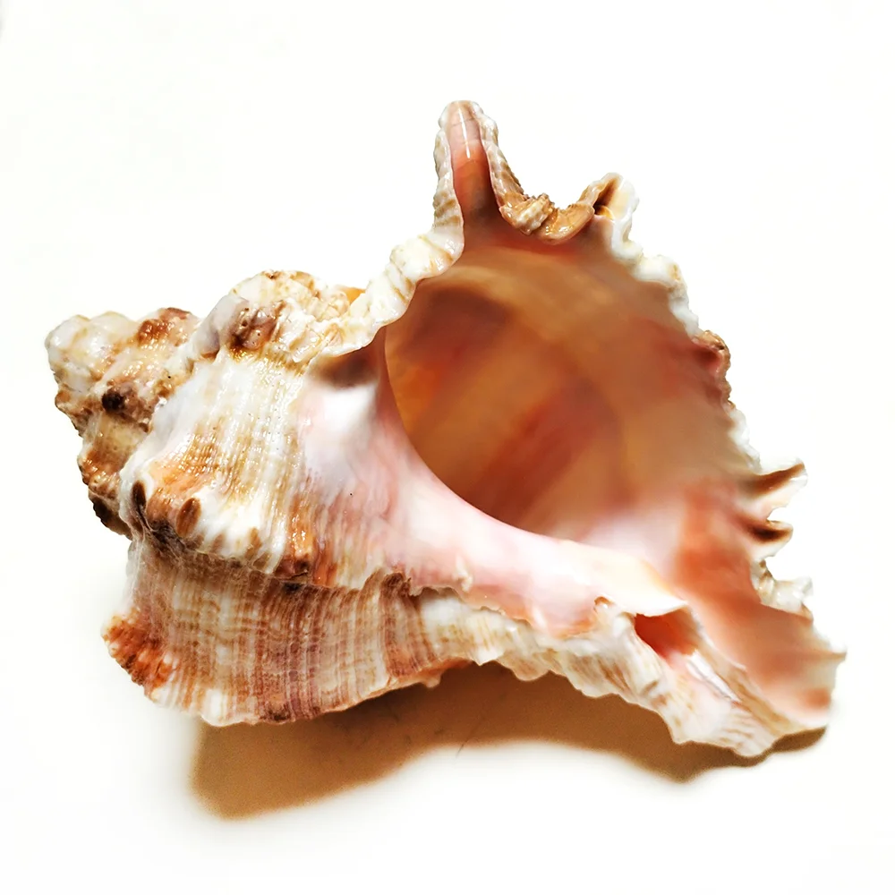 10-12CM-Natural-Decussate-Murex-Shell-Hexaplex-Duplex-Conch-Large-Sea ...