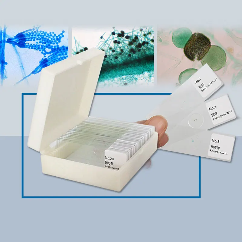20 Pcs Professional Prepared Microbial Fungi Bacteria Staining Typical ...