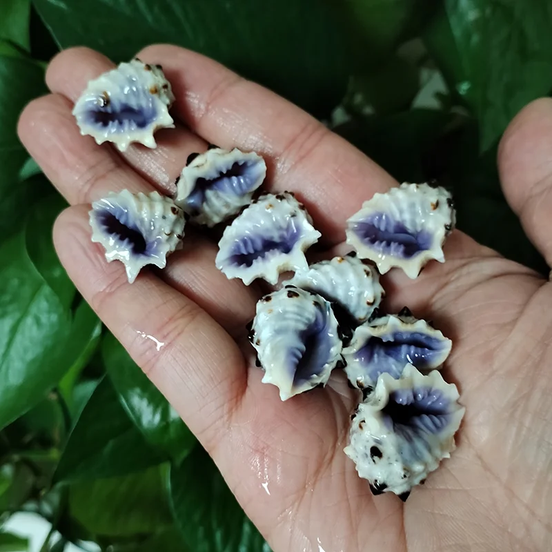 5-PCS-Natural-Purple-Mouth-Shells-Drupa-Morum-Seashells-for-Decor ...