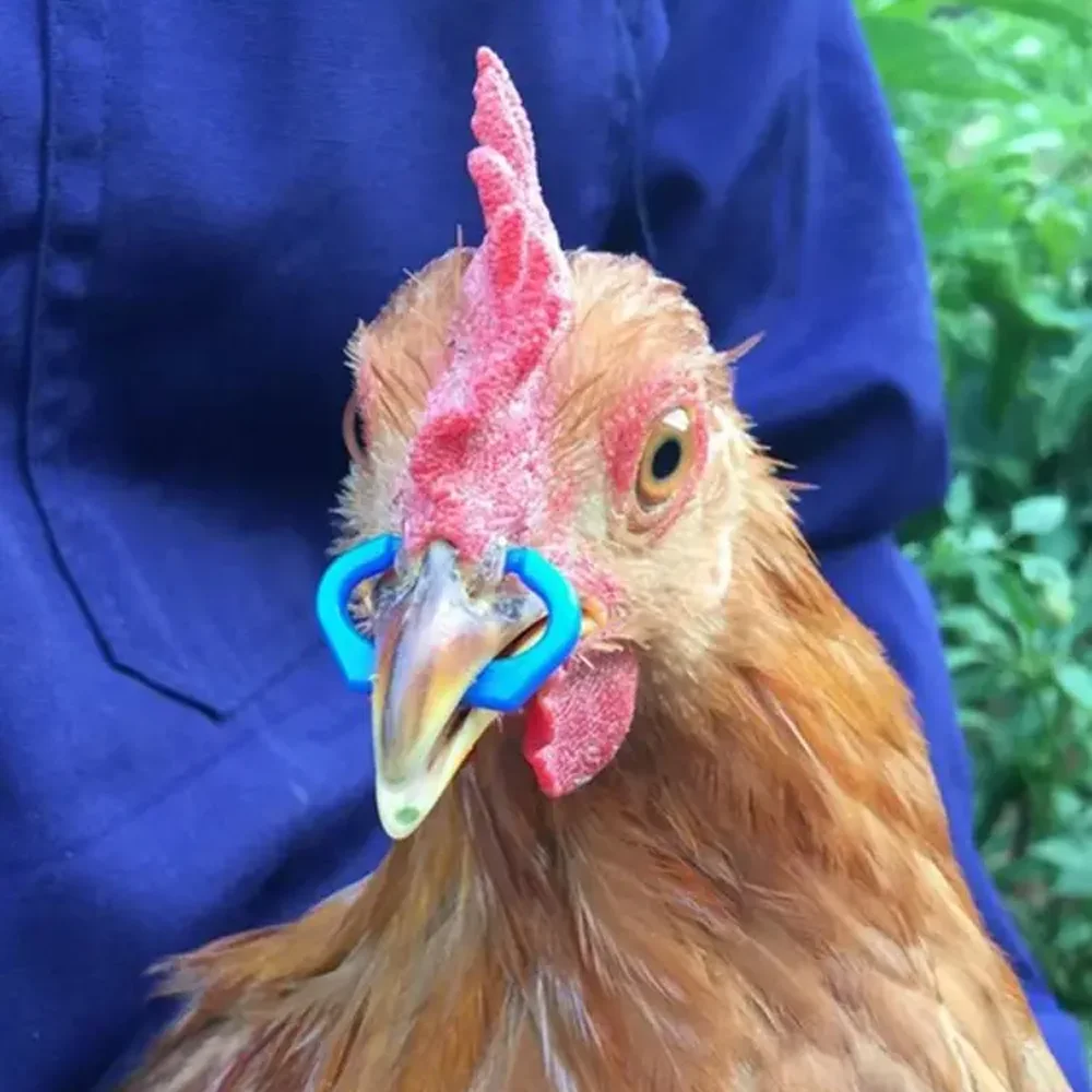 Boltless Anti-pecking Chicken Mouth Buckle Chicken Nose Ring Goggles ...