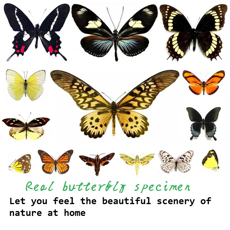 Real Butterfly Specimens And Expanded Butterfly Wings Children's ...