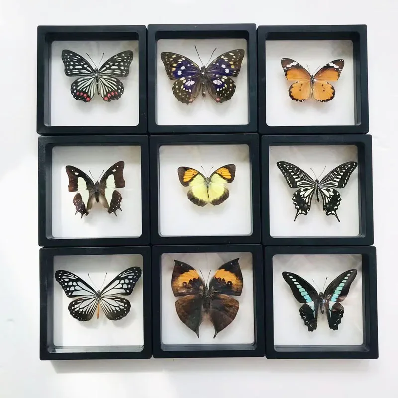 1pcs-Real-Butterfly-Specimen-Insect-Home-Decor-Photo-Frame-Desk ...
