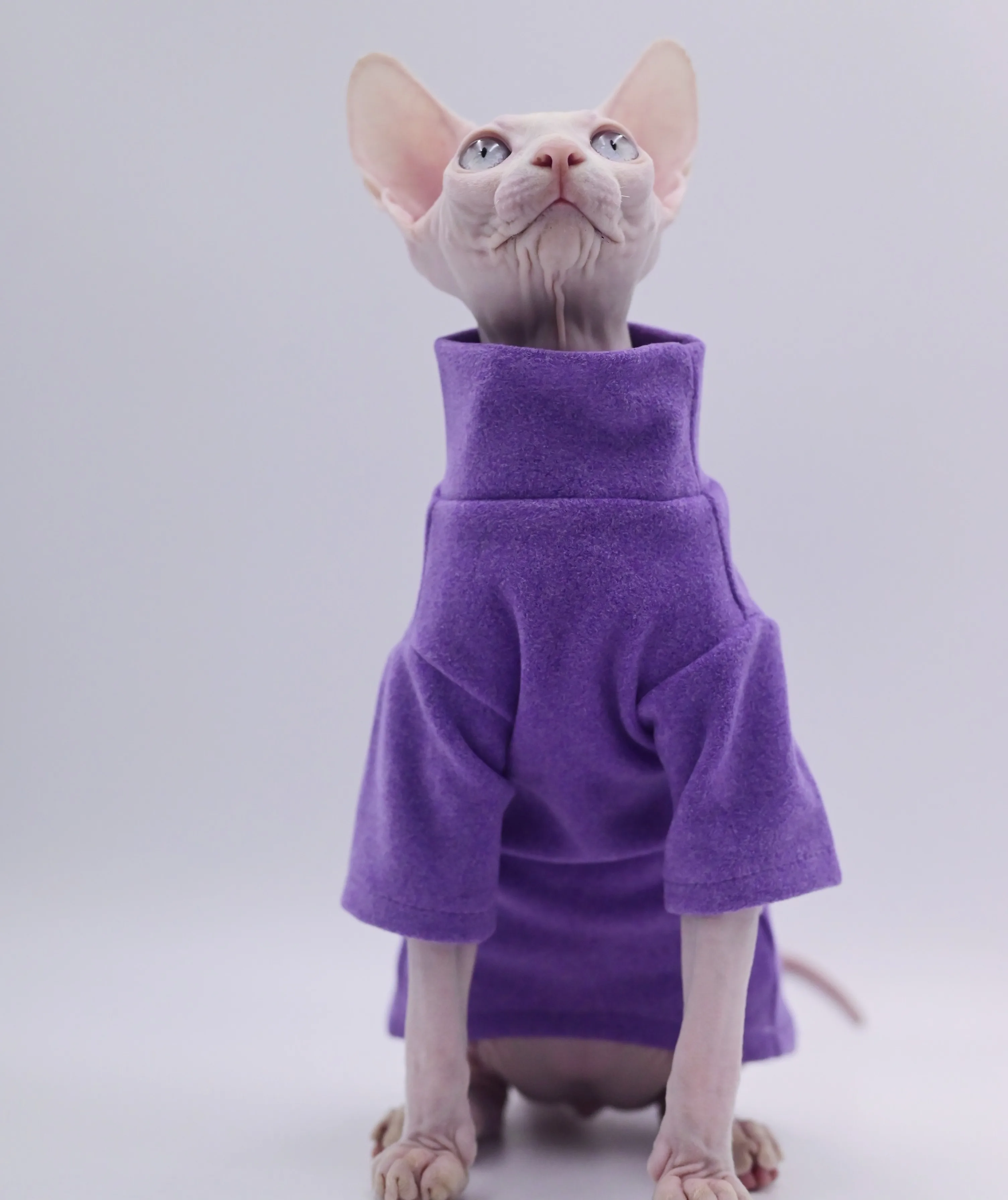 Lavender Sphynx Cat
