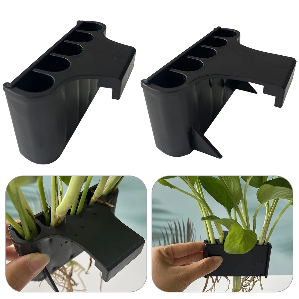 Pothos Plant In Aquarium