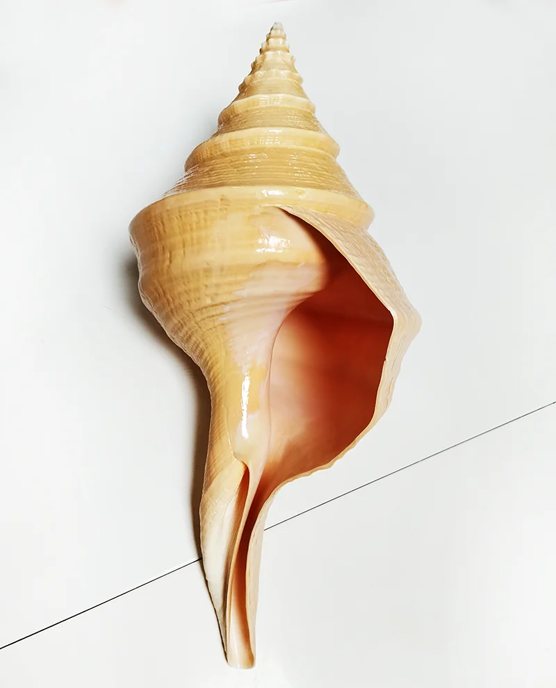 Concha-de-trompeta-Natural-grande-concha-de-mar-Cuerno-grande ...