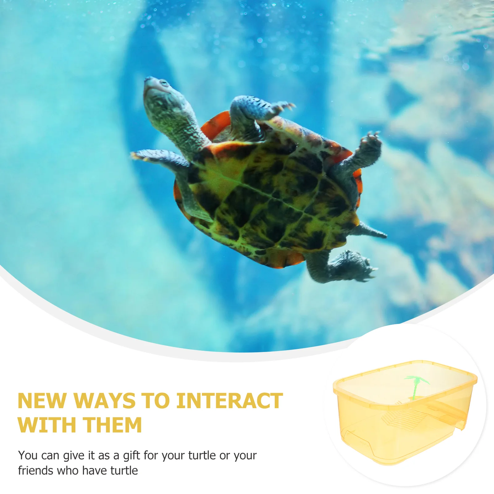 Pet Turtle Tank
