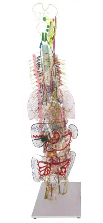 Vegetative-Nerve-Stereoscopic-Model-with-General-Introduction-Medical ...