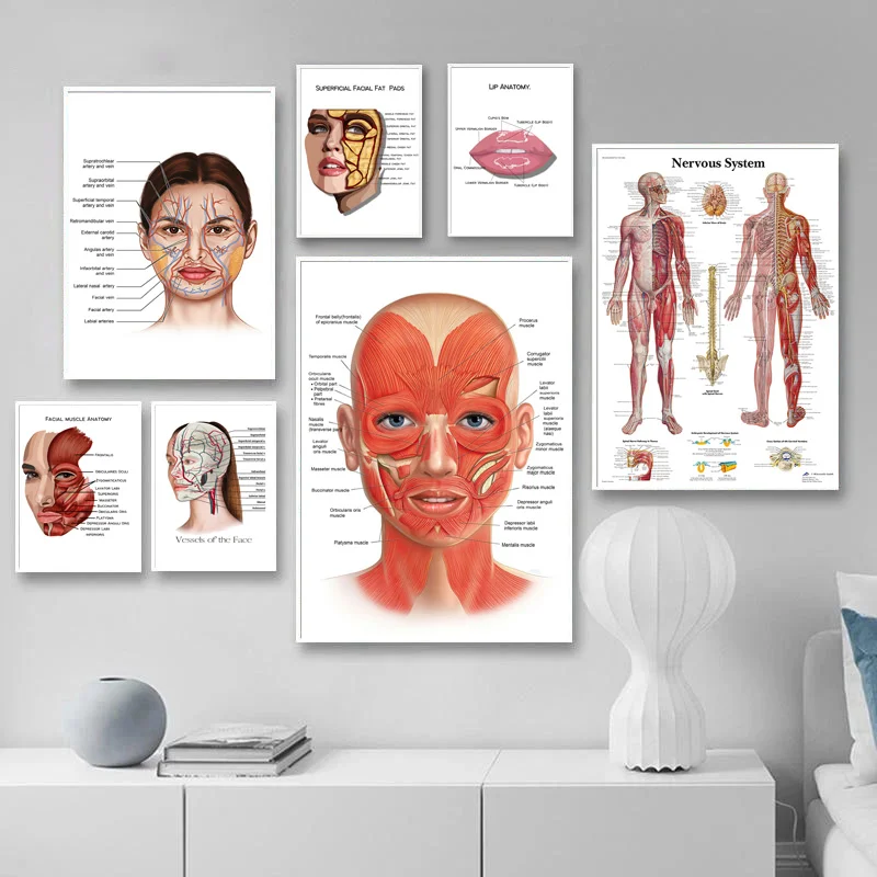 Human Anatomy Figure Facial Construction Muscle Detailed Chart Medical ...