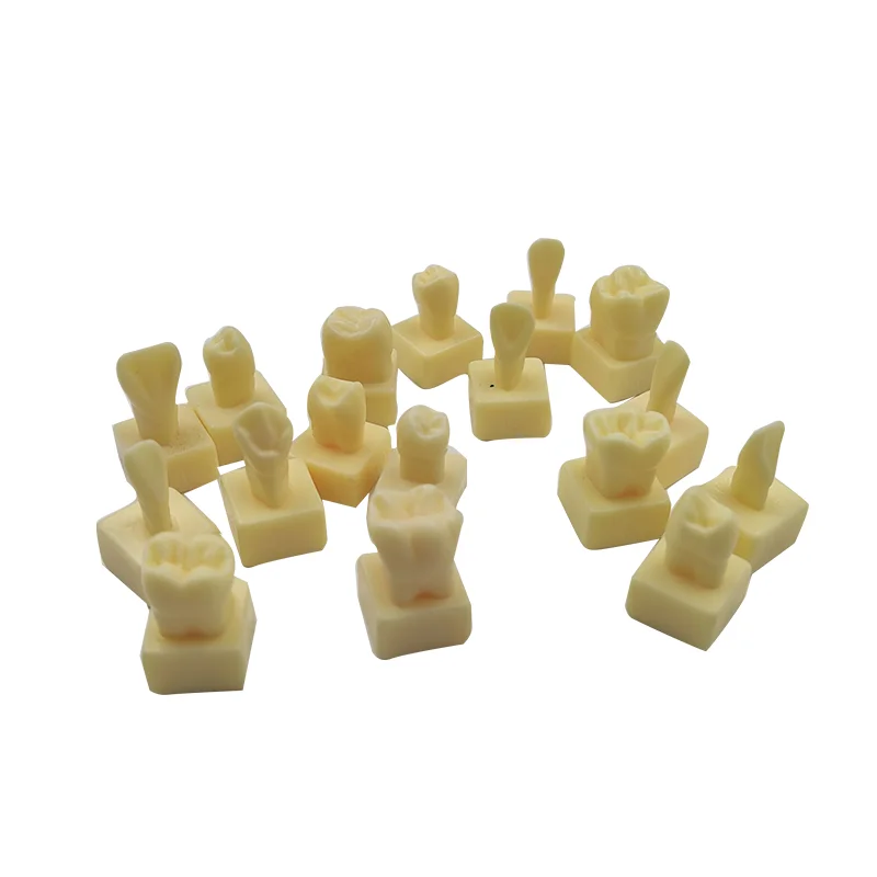 Dental with Tooth Structure and Practice Tooth Carving Teaching ...