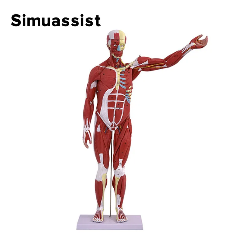 80CM-Human-Muscle-and-Organ-Model-27-Part-1-2-Life-Size-Human-Muscular ...