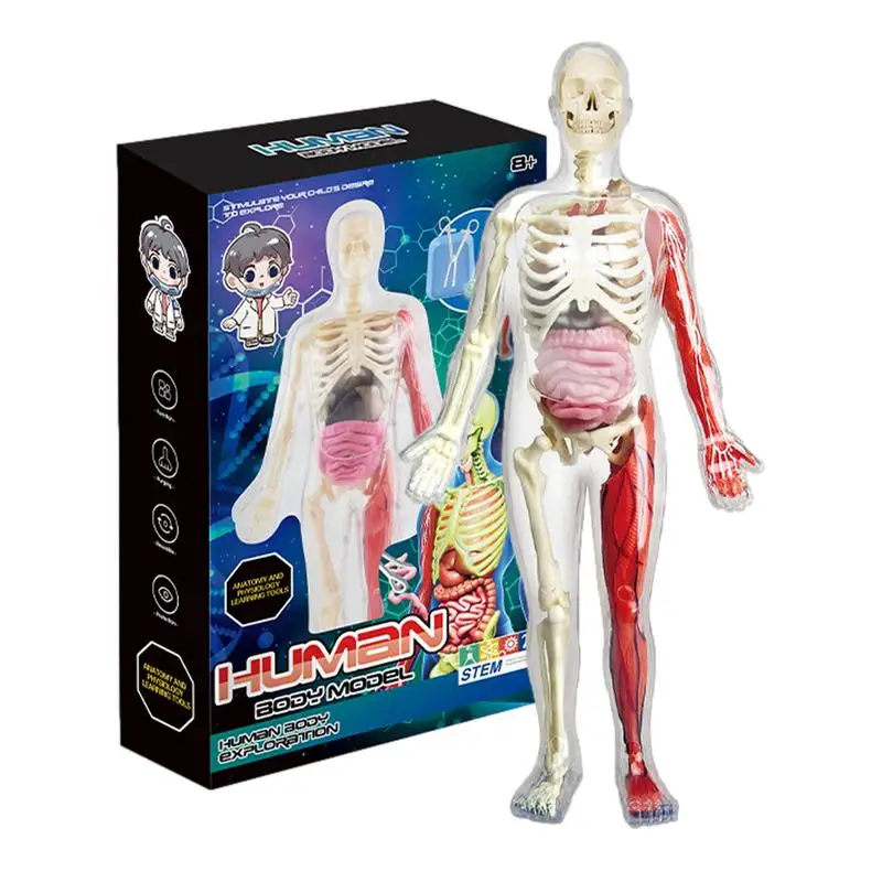 3D-Human-Body-Model-Torso-Model-Educational-Assembly-Early-Learning-DIY ...