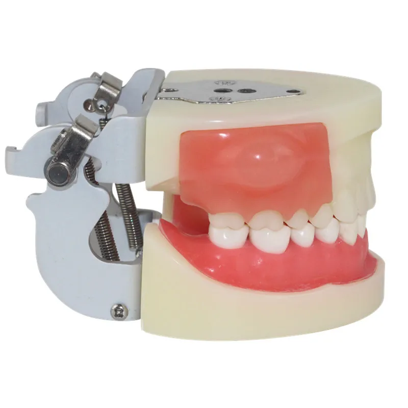 Special-for-oral-practice-abscess-incision-and-tooth-preparation-model ...