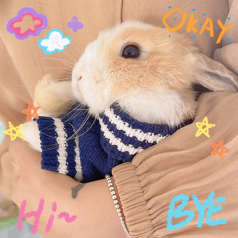 Bunnies In Sweaters