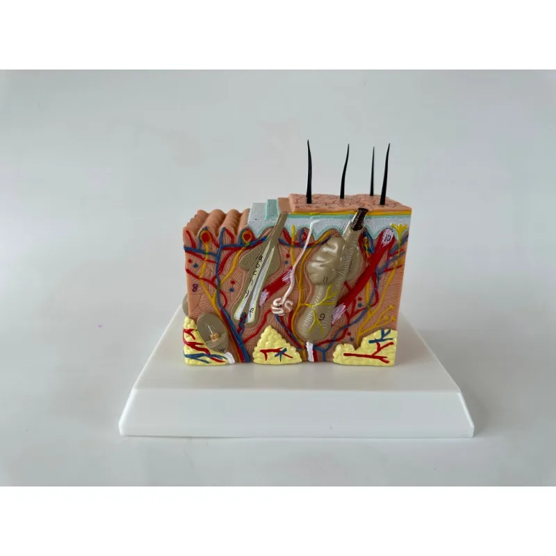 Human-Skin-and-Hair-Structure-Enlarge-Model-Skin-Layer-Structure-Model ...