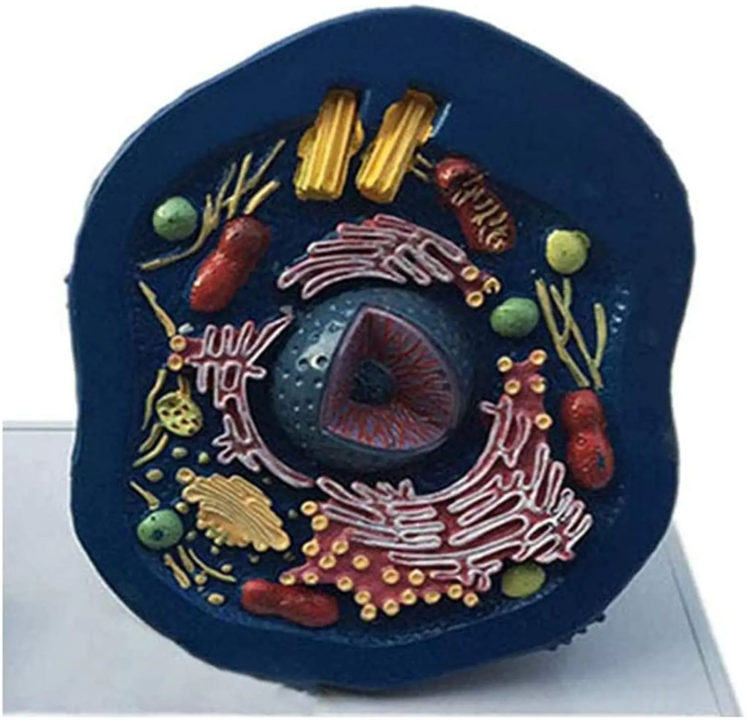 Animal Cell Model Project For School