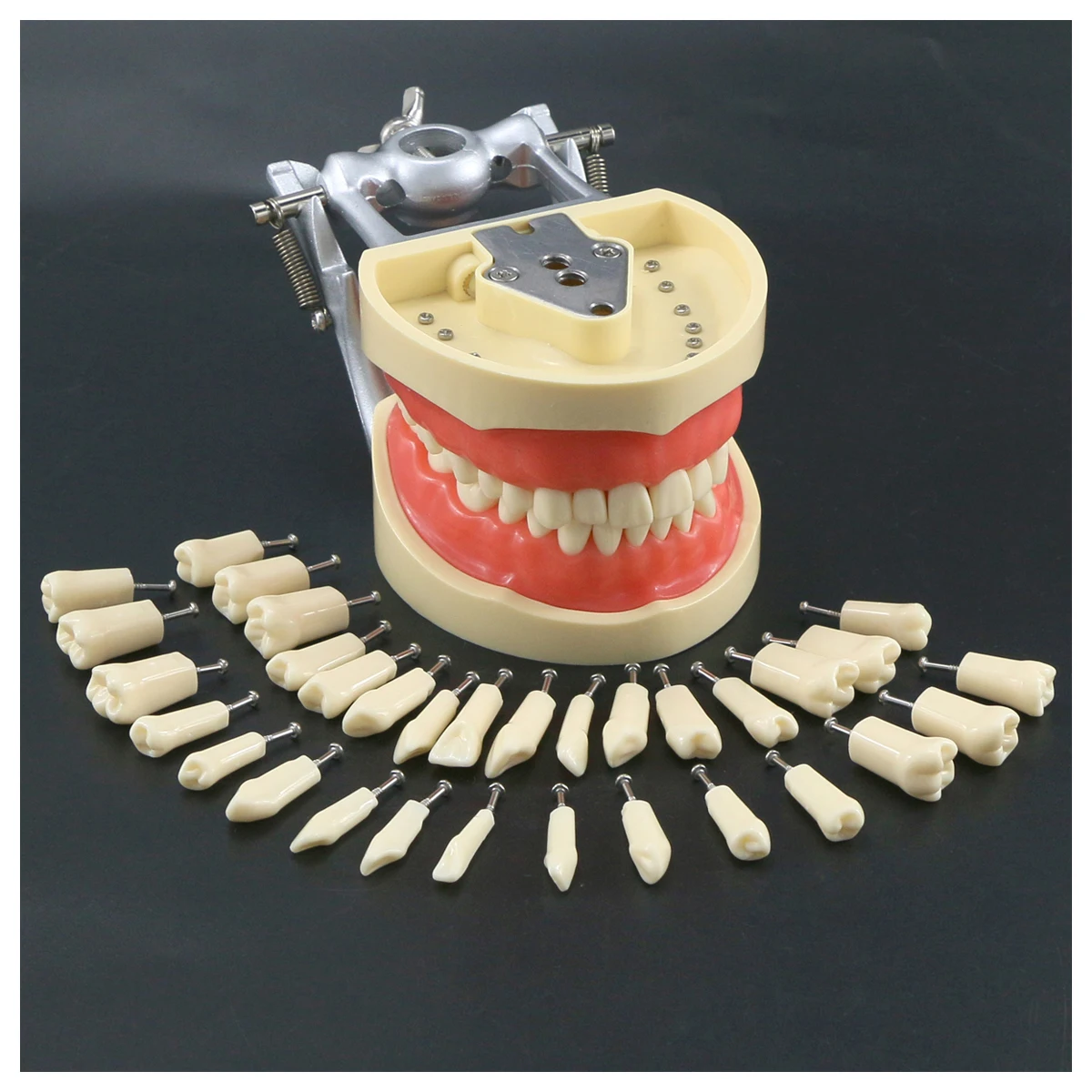 Dental Typodont Model With Removable Screw-in Teeth Kilgore Nissin 200 ...