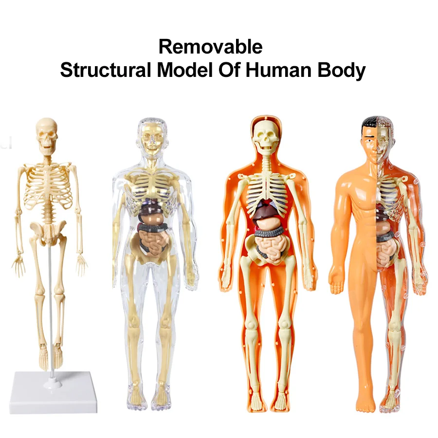 Modelo-de-Torso-de-cuerpo-humano-3D-para-ni-os-anatom-a-esqueleto-extra-ble-simulaci.jpg
