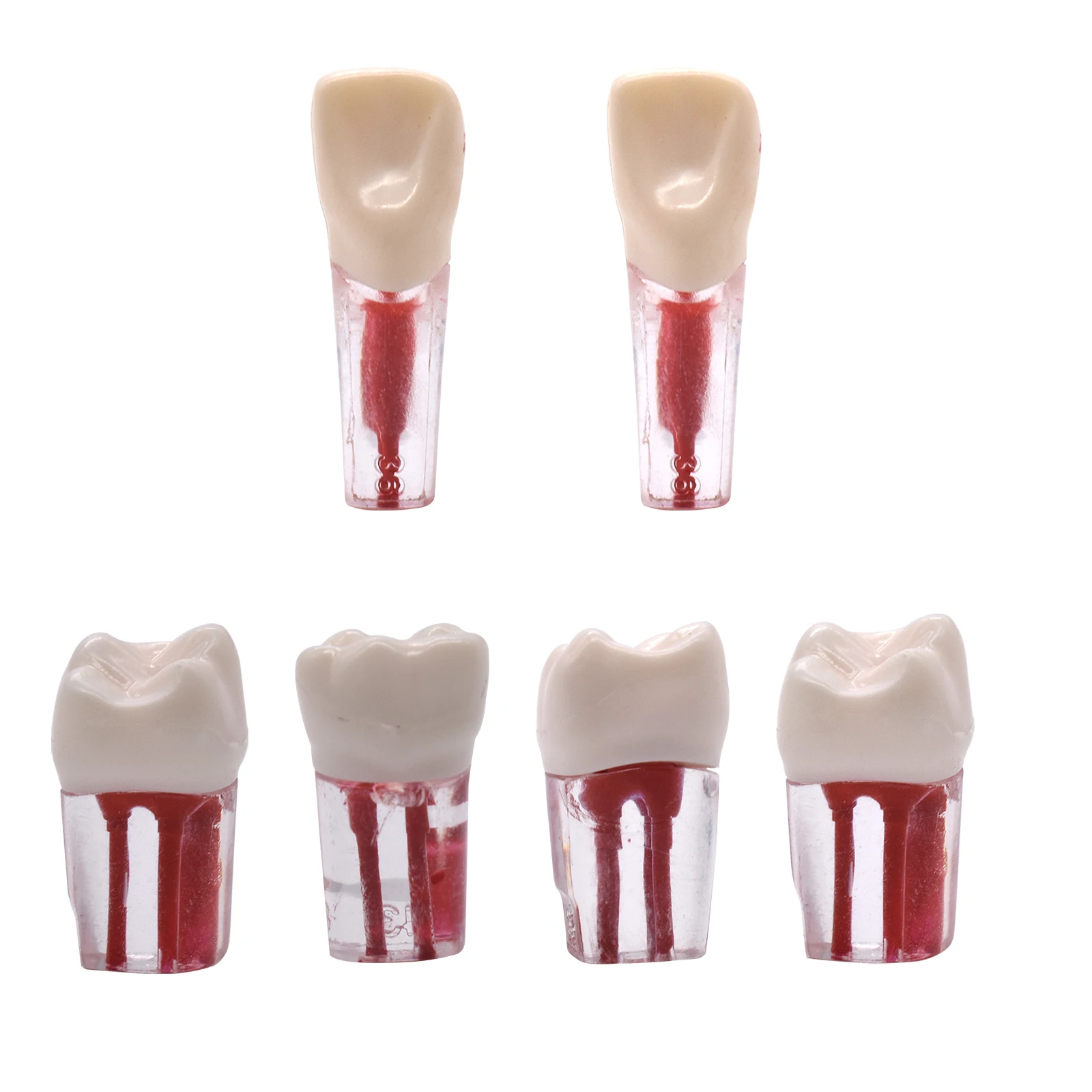 1pc Dental Tooth Root Canal Model For Rct Practice Pulp Cavity Clear ...