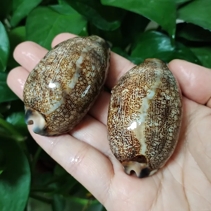 2-PCS-Arabian-Cowry-Shells-Natural-Mauritia-Arabica-Cowrie-Seashell-For ...