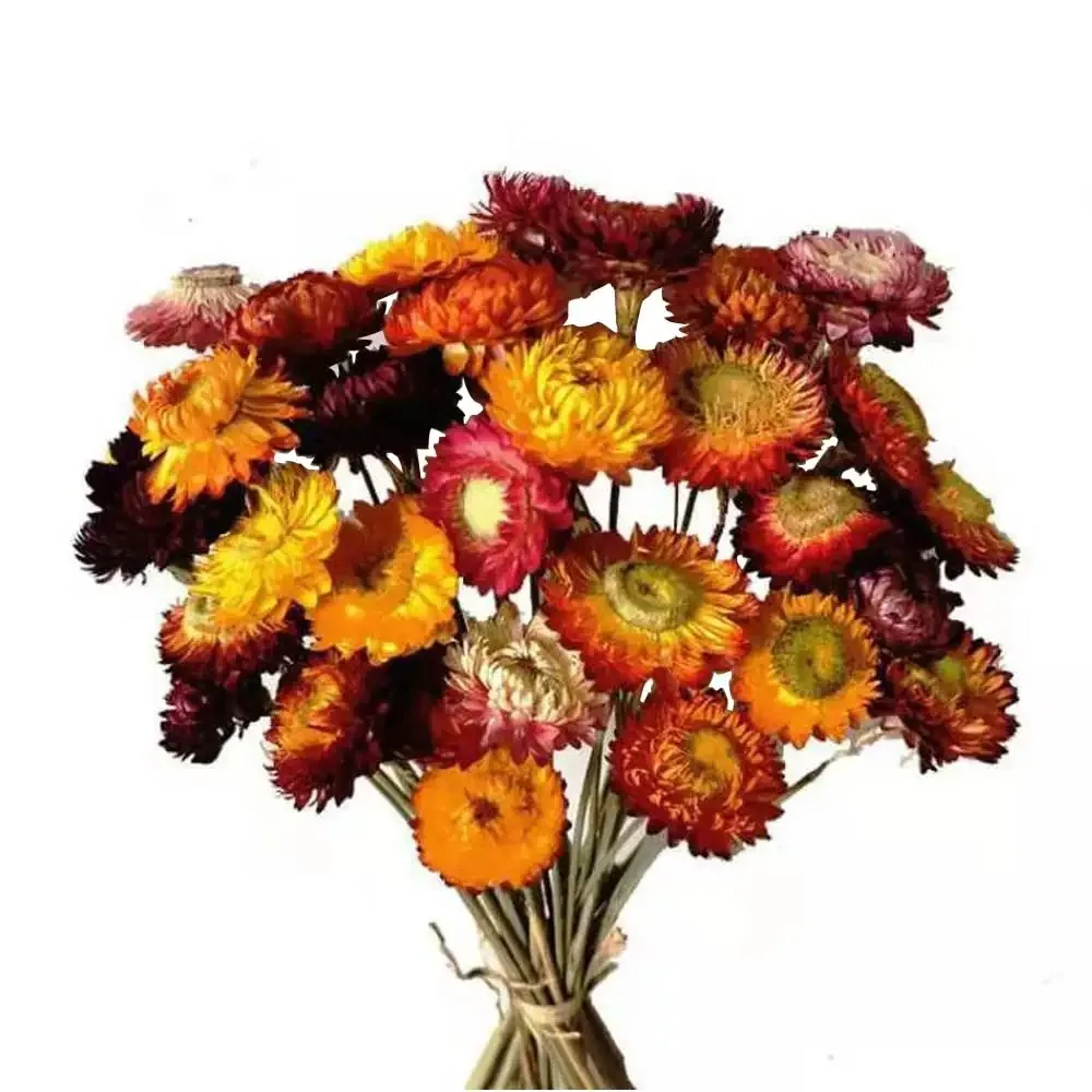 Natural Dried Flowers Decoration | Dried Real Flowers Wedding | Dried ...