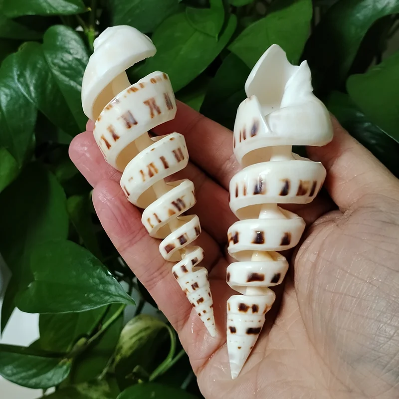 10cm-12cm-Big-Terebra-Shell-Genuine-Bamboo-Ladder-shaped-Seashells ...
