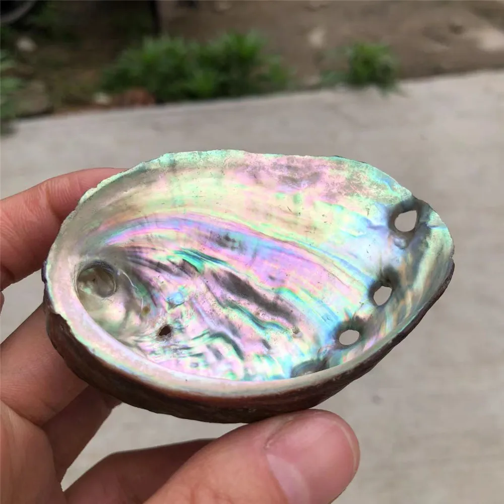 Abalone Shell Soap Dish