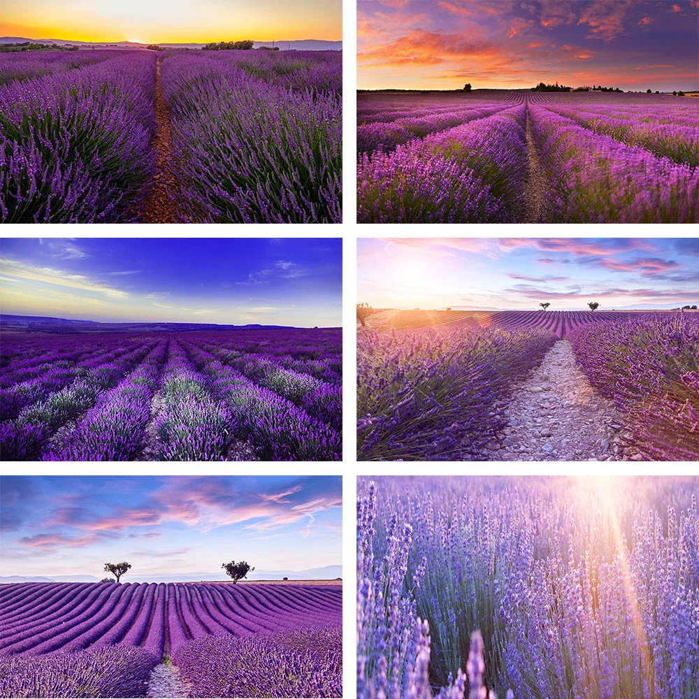 Lavender Field Sky