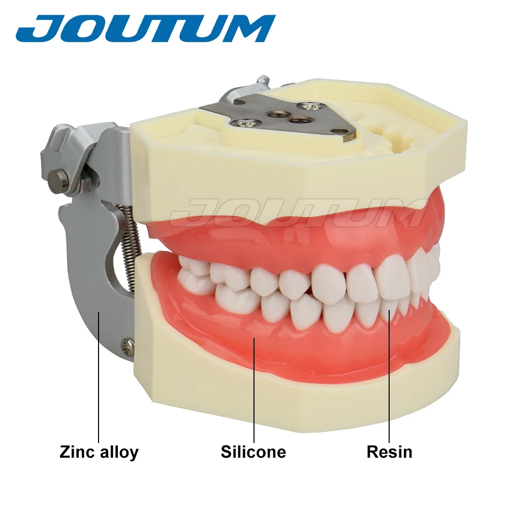 Di-Model-beyin-standart-di-Typodont-modeli-g-steri-kar-labilir-di-ler ...