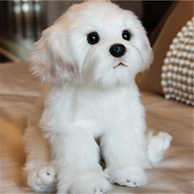 Cute Baby Maltese