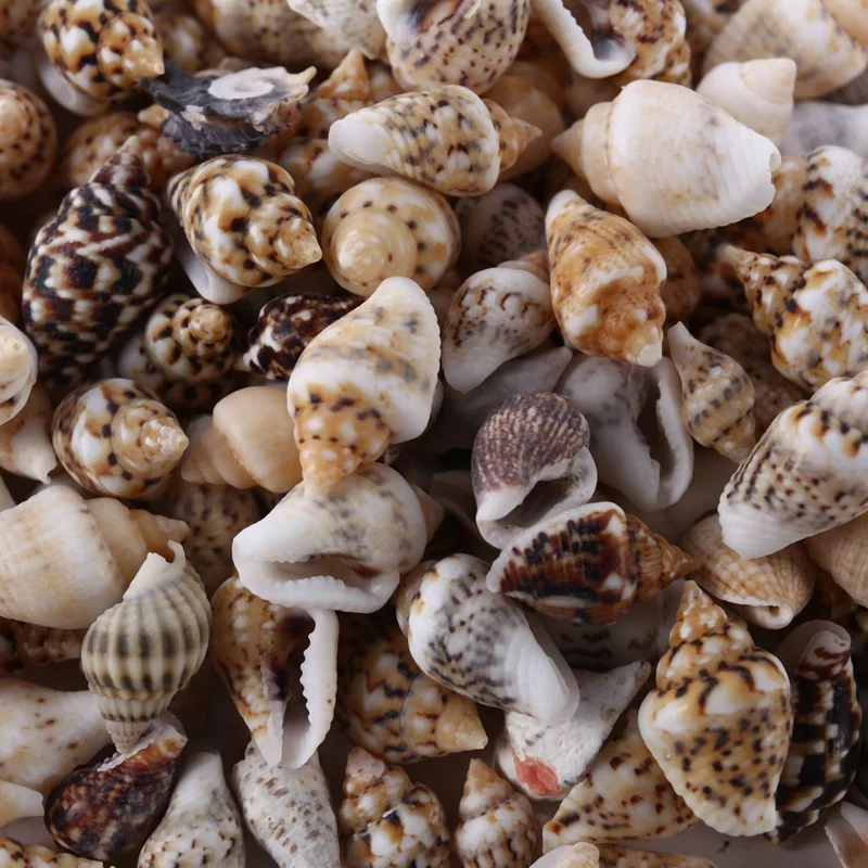 Spiral Seashells Types