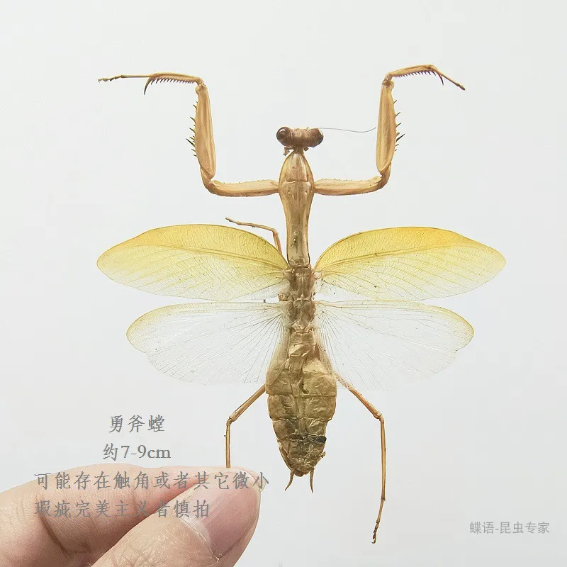 Praying Mantis Wings