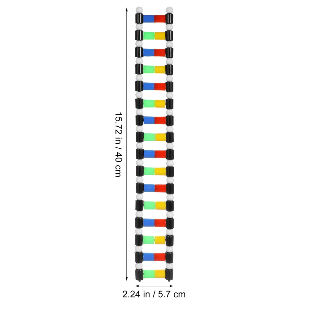 DNA Model Double Helix Model DNA Display Component Student Biology ...
