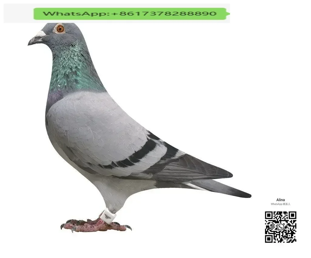 S92b6828d262243ce9488972a45e694c21.jpg