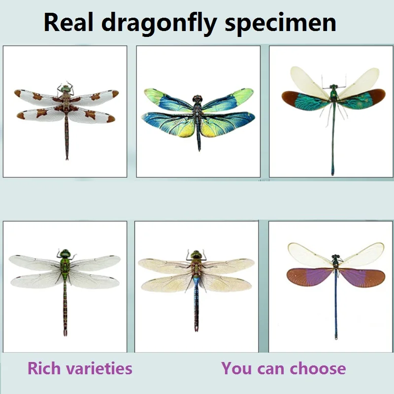 Real Dragonfly