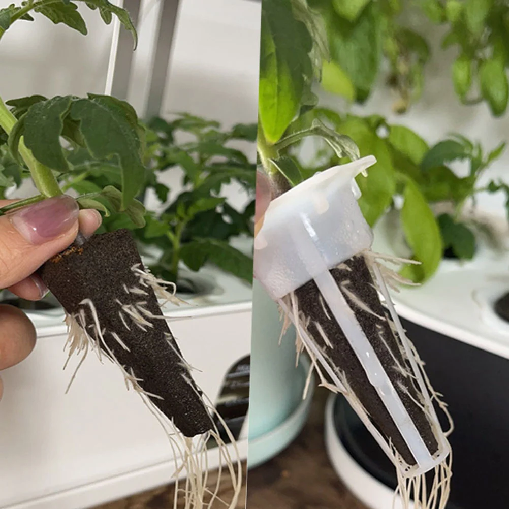 Hydroponic Roots