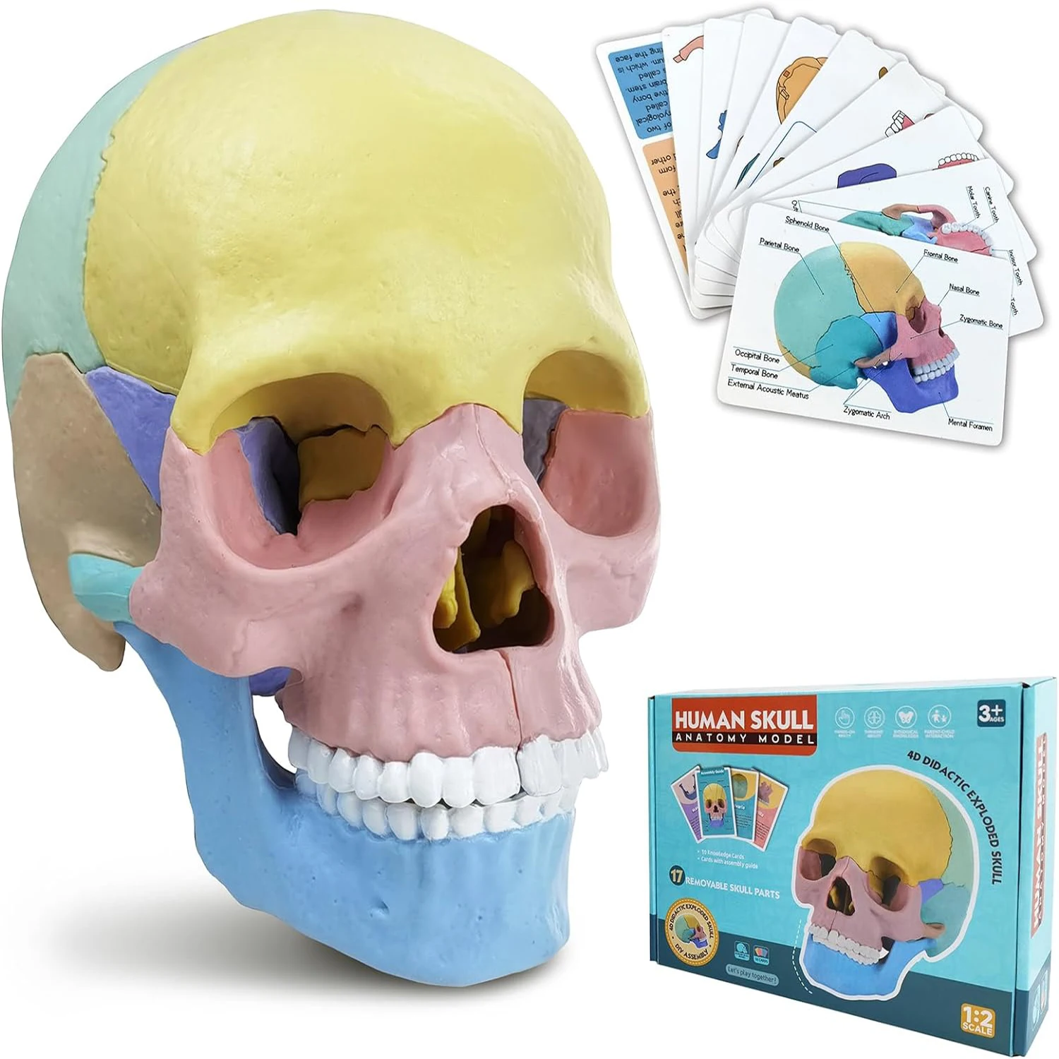 4D-Anatomy-Moodel-Life-sized-Colored-Human-Anatomy-Head-Skull-Toy ...