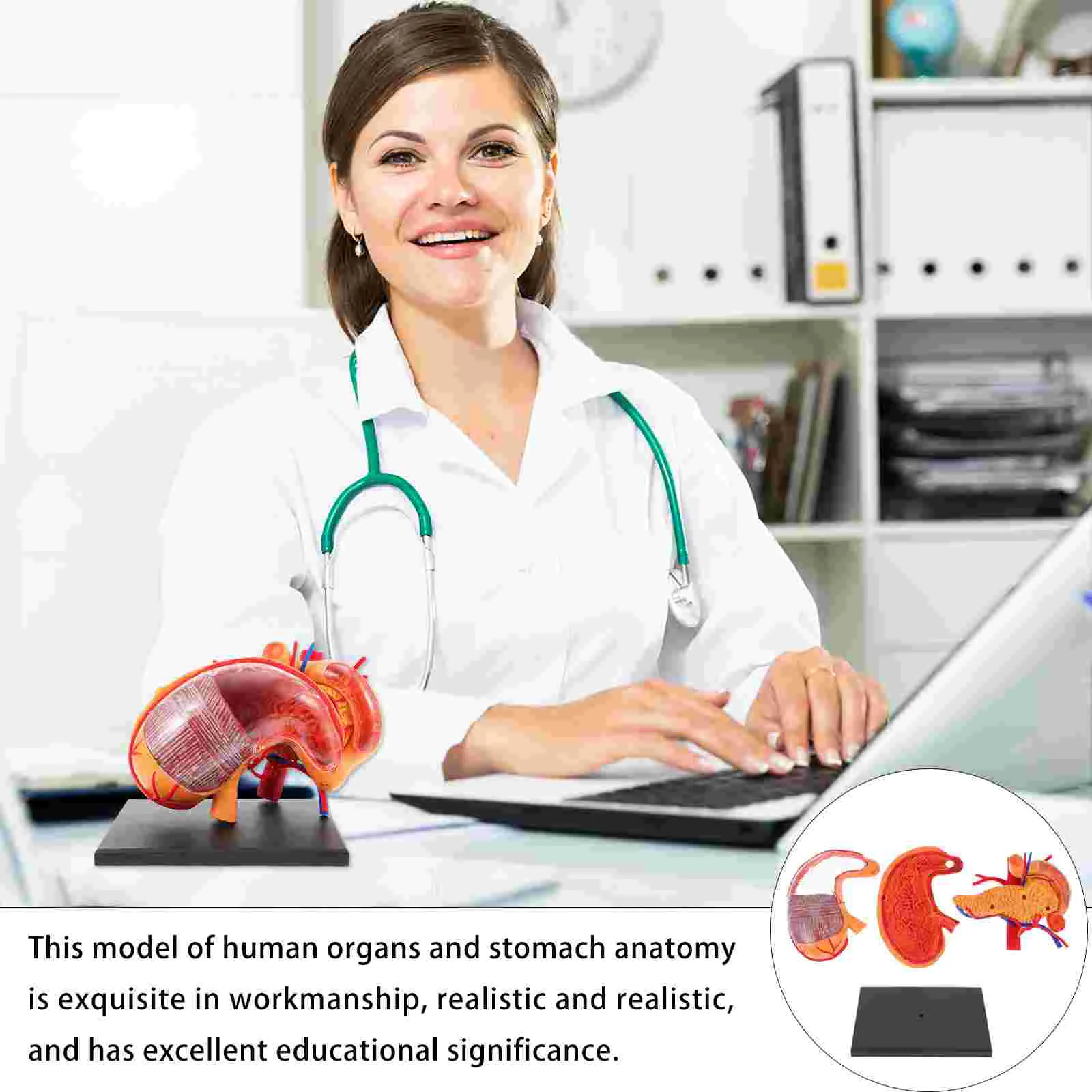 Human Body Organ Anatomy Model Toddler Models Medical Practice Tools ...