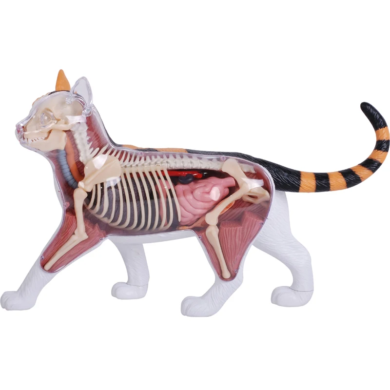 4D-Vision-Calico-Cat-Anatomy-Model-Disassemble-Animal-Organ-Anatomy ...