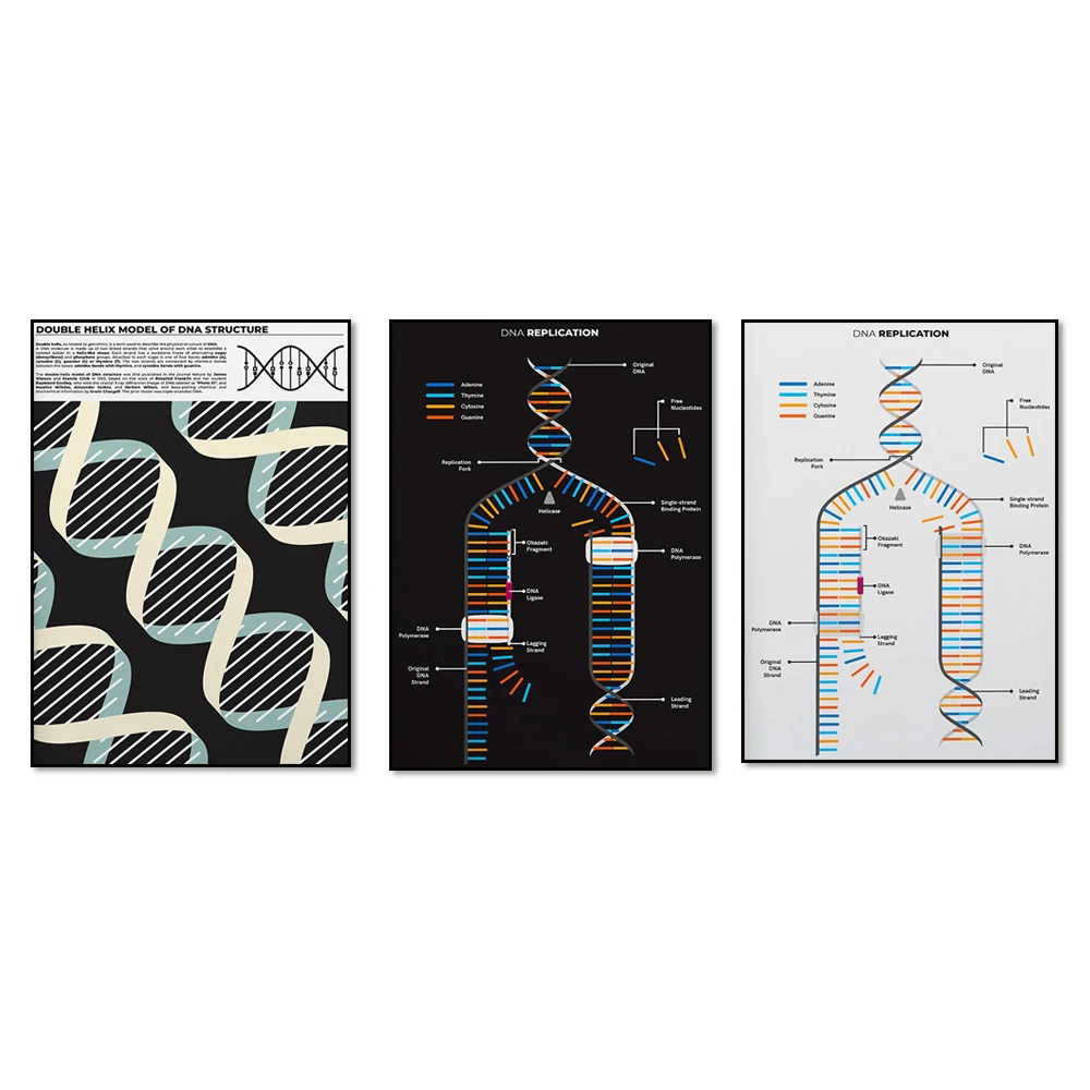 Dna Replication Model Ideas