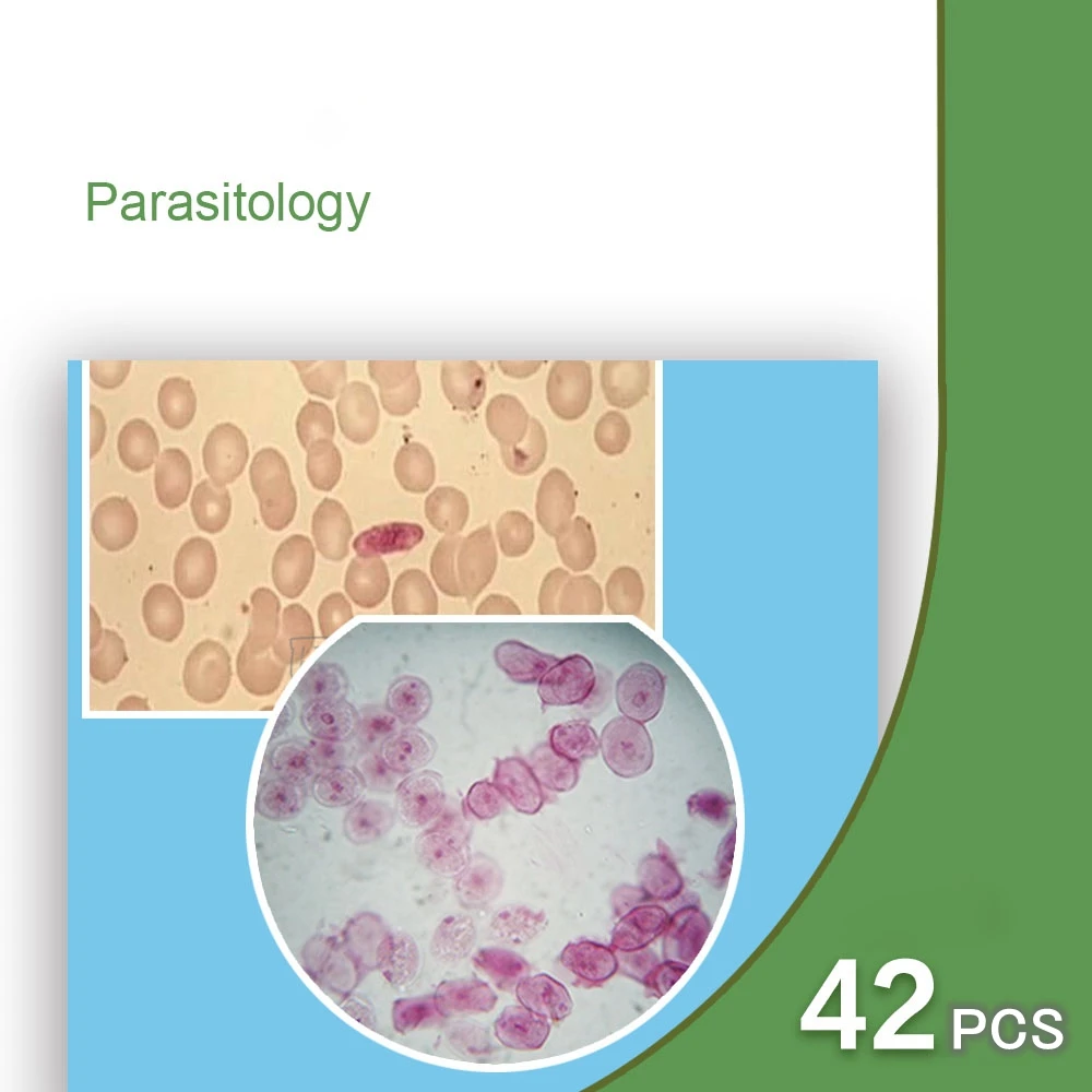 Plasmodium Microscope Slide