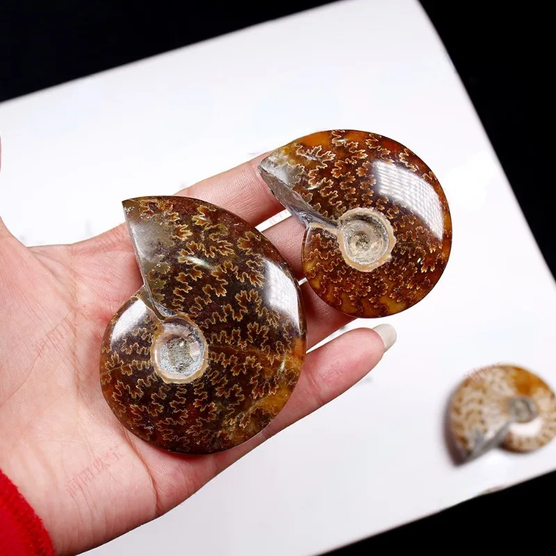 Natural Spotted Snail Ammonite Stone Specimens From Madagascar ...