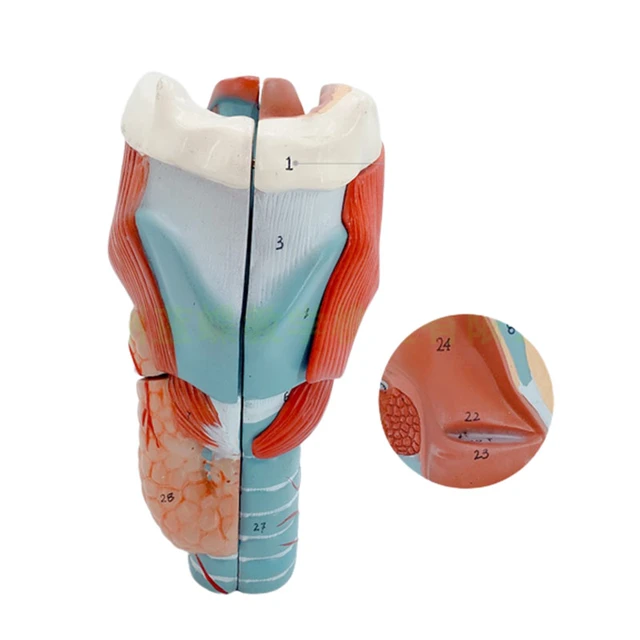 Larynx Model Labeled