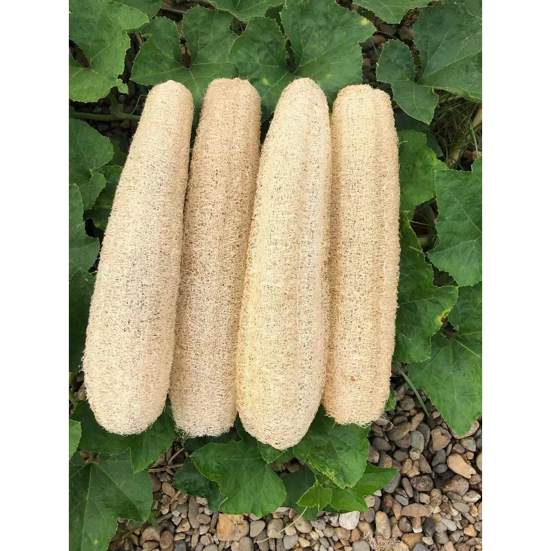 Natural-Loofah-Sponges-Organic-Luffa-Bath-Shower-Sponge-Kitchen-Sponge ...