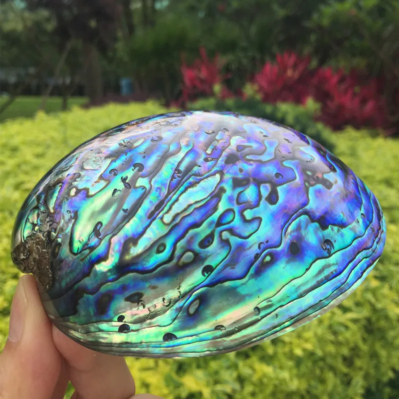 Polished-Abalone-Shell-New-Zealand-Green-Abalone-shells-100-Natural ...