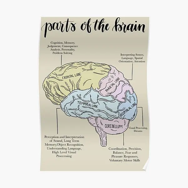 Parts-Of-The-Brain-Psychology-Poster-Decor-Modern-Print-Funny-Wall-Art ...