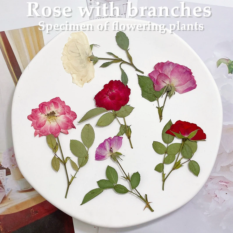 Dried Pressed Flowers | Rose Pressed Flower | Dried Flowers Mini | Mini ...