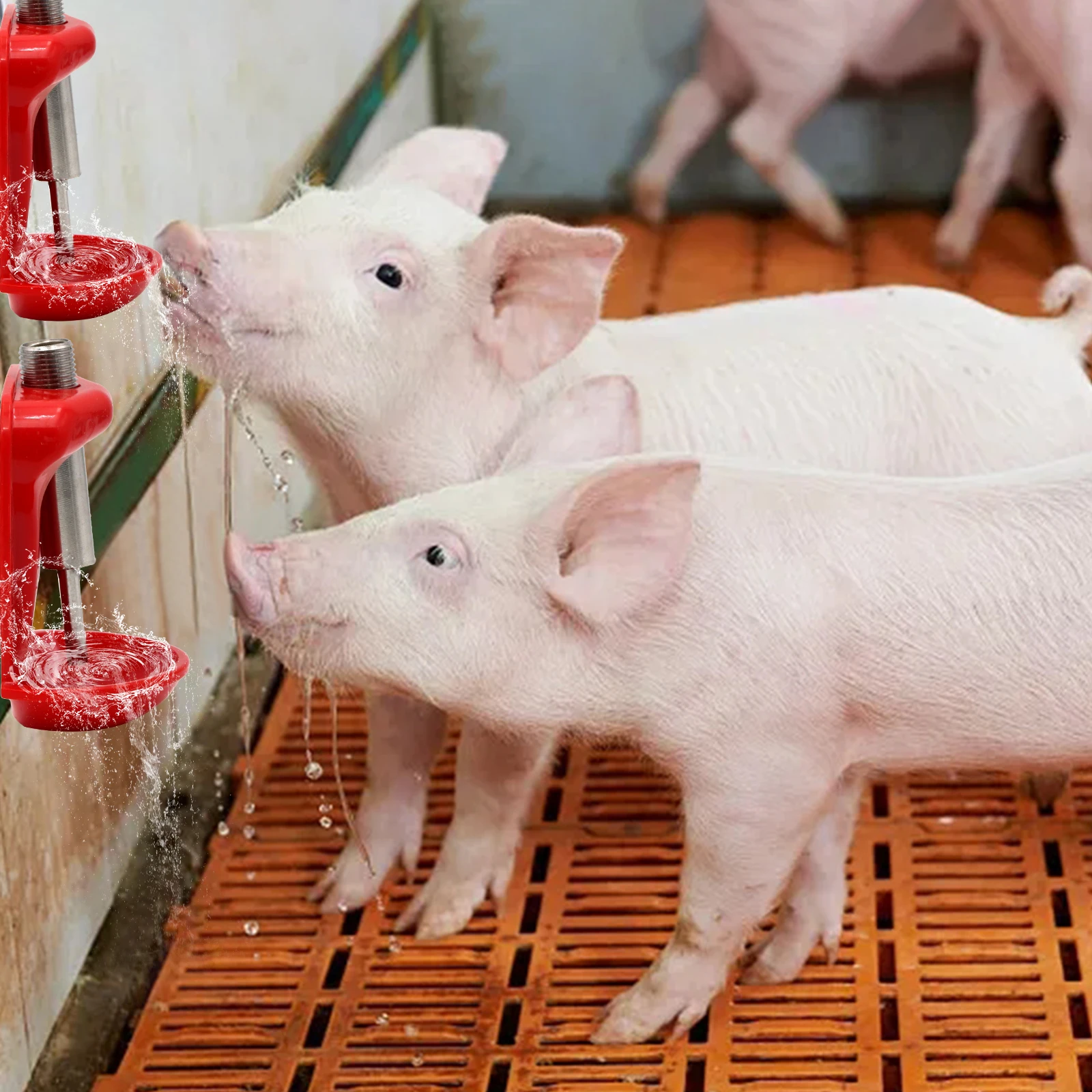Cute Animals Drinking Water